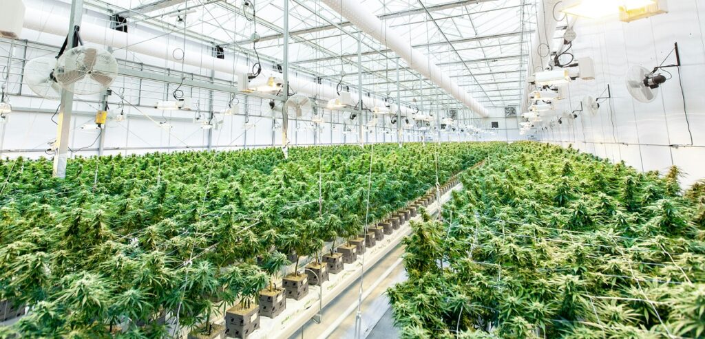 Medizinisches Cannabis: Erfahrungen von Menschen mit MS